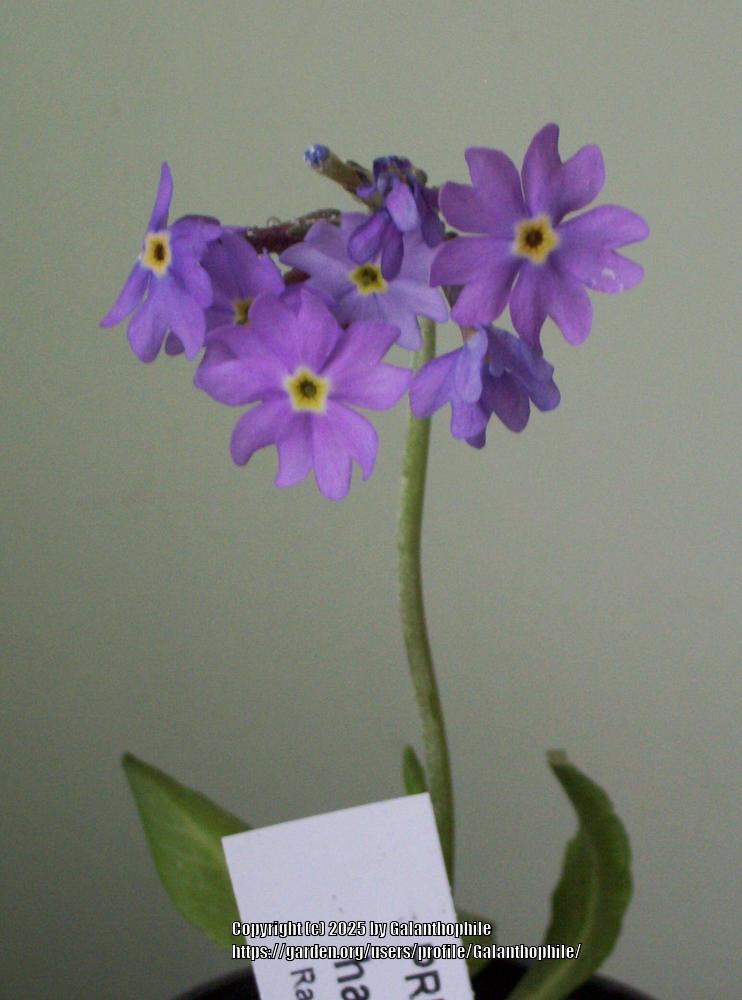 Photo of the bloom of Long-Flowered Primrose (Primula halleri) posted ...