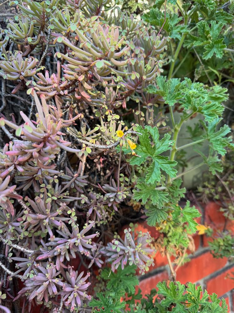 Oxalis that is succulenta, or? in the Plant ID forum - Garden.org