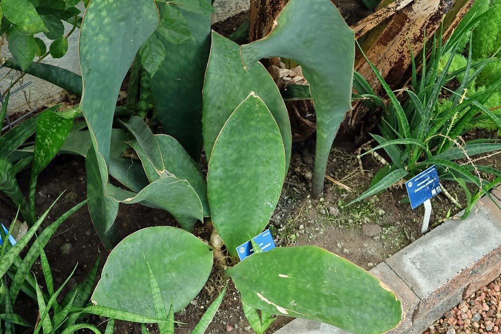 Photo of the entire plant of Whale Fin Snake Plant (Dracaena masoniana ...