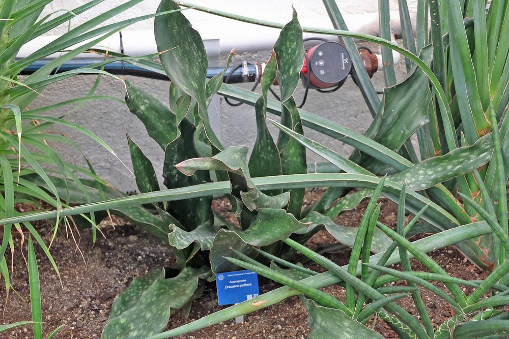 Photo of the entire plant of Snake Plant (Dracaena pethera) posted by ...