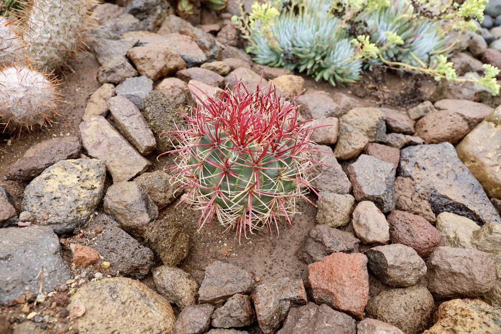 Photo of the entire plant of Compass Barrel Cactus (Ferocactus ...