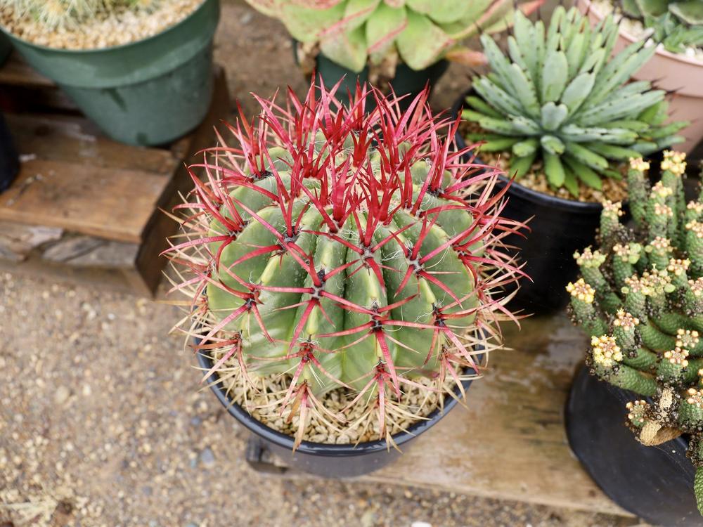 Photo of the entire plant of Mexican Fire Barrel (Ferocactus pilosus ...