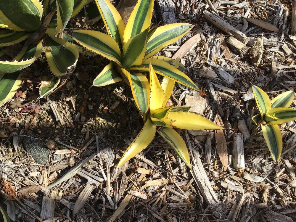 Photo of the entire plant of Center Stripe Agave (Agave lophantha ...