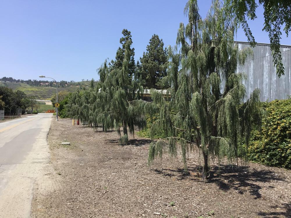 Photo of the entire plant of Rocky Mountain Juniper (Juniperus ...