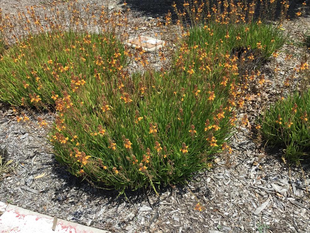 Bulbine (Bulbine frutescens 'Hallmark') - Garden.org
