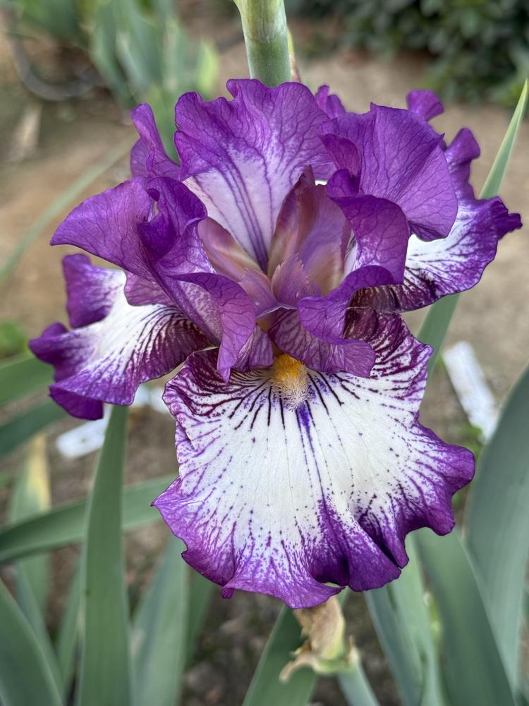 Photo of the stamens, filaments and pistils of Tall Bearded Iris (Iris ...