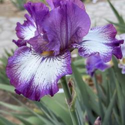 Tall Bearded Iris (Iris 'Berry Ripple') in the Irises Database - Garden.org
