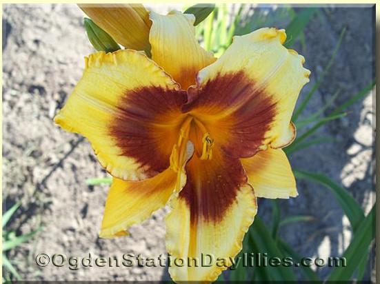 Daylily (Hemerocallis 'Justin's Riff') in the Daylilies Database ...