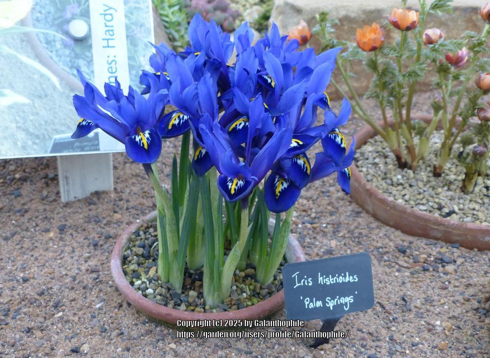 Photo of the entire plant of Reticulated Iris (Iris histrioides 'Palm ...