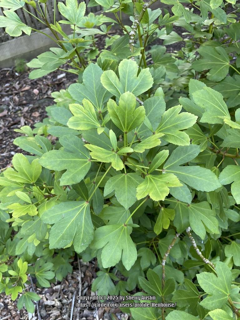 Photo of the leaves of Houpara (Pseudopanax lessonii 'Cyril Watson ...