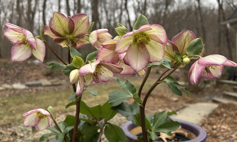 Photo of the bloom of Hellebore (Helleborus Gold Collection® Ice N ...
