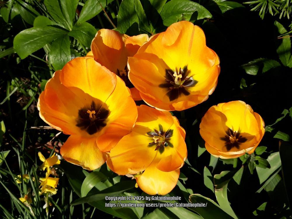 Photo of the bloom of Darwin Hybrid Tulip (Tulipa 'Daydream') posted by ...