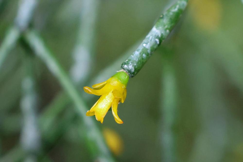 Photo of the bloom of Dancing Bones Cactus (Hatiora salicornioides ...