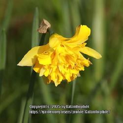 Double Daffodil (Narcissus 'Telamonius Plenus') in the Daffodils ...
