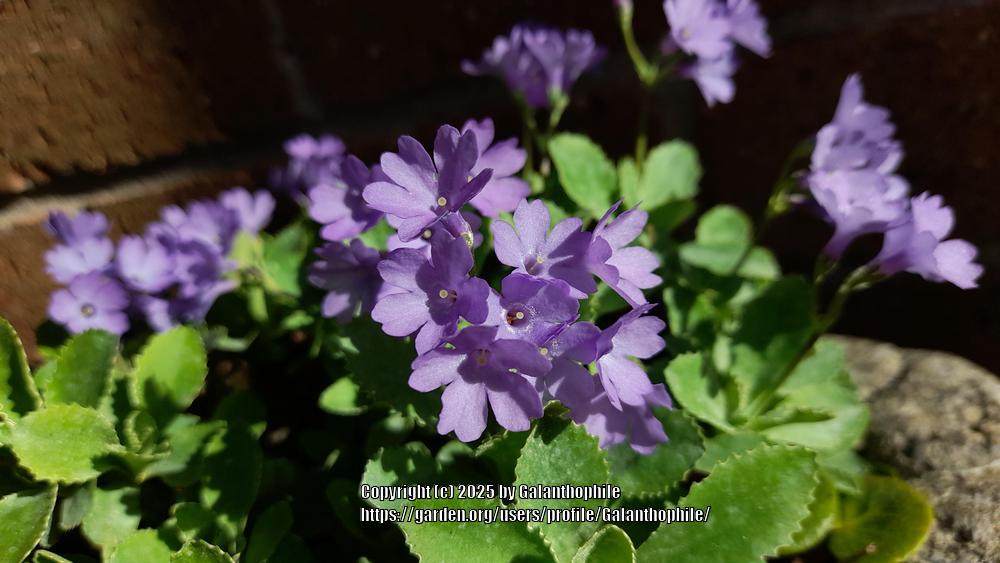 Photo of the bloom of Primrose (Primula marginata 'Clear's Variety ...