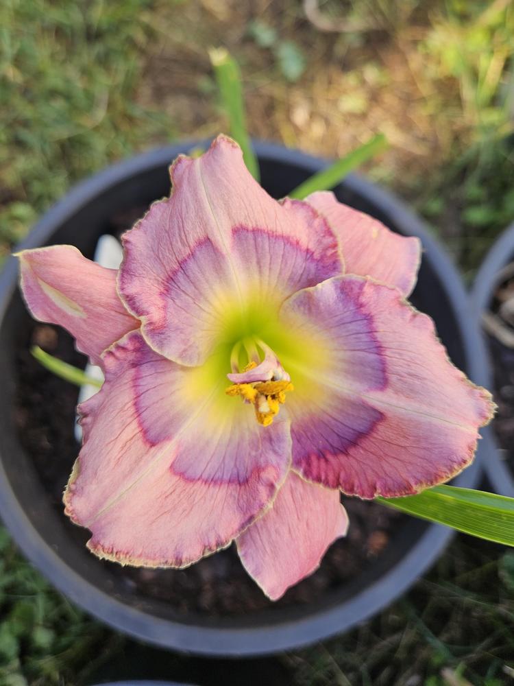 Photo of the bloom of Daylily (Hemerocallis 'Blue Pools') posted by ...