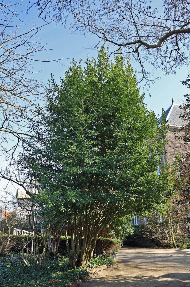 Photo of the entire plant of Laurus azorica posted by RuuddeBlock ...