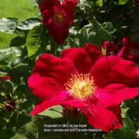 Photo of the bloom of Rose (Rosa 'Doctor Jackson') posted by kniphofia ...