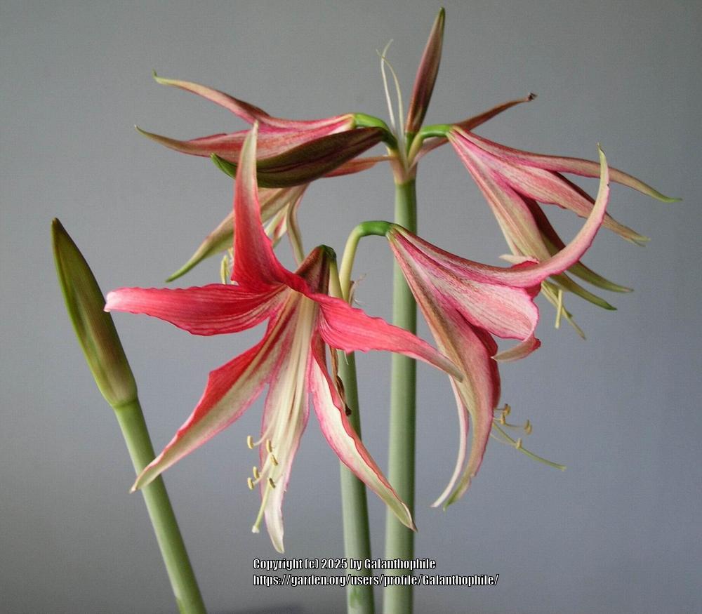 Photo of the bloom of Amaryllis (Hippeastrum cybister 'La Paz') posted ...
