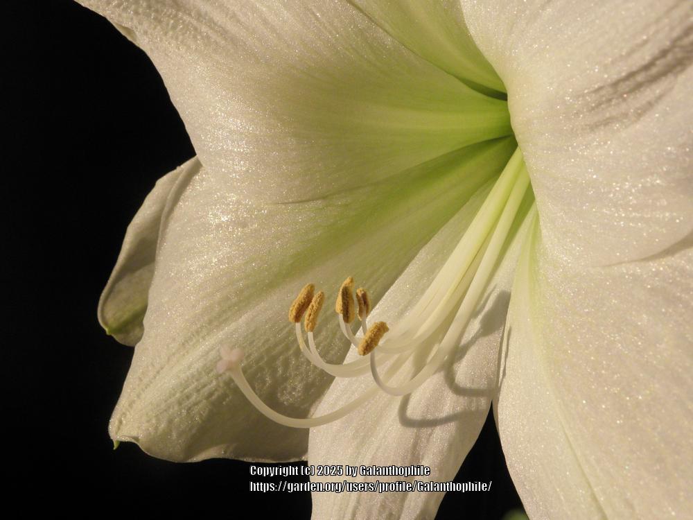 Photo of the stamens, filaments and pistils of Amaryllis (Hippeastrum ...