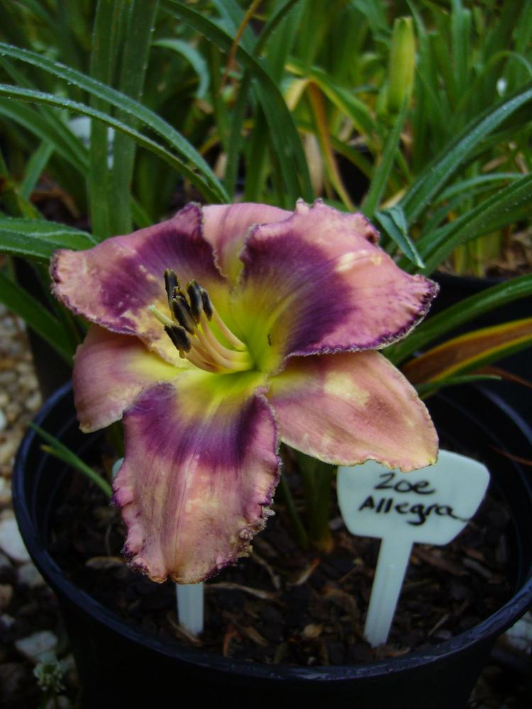 Photo of the bloom of Daylily (Hemerocallis 'Zoe Allegra') posted by ...