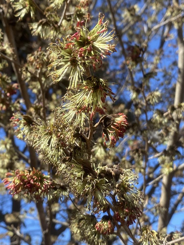 Photo of the bloom of Sycopsis sinensis 'Variegata' posted by SL ...