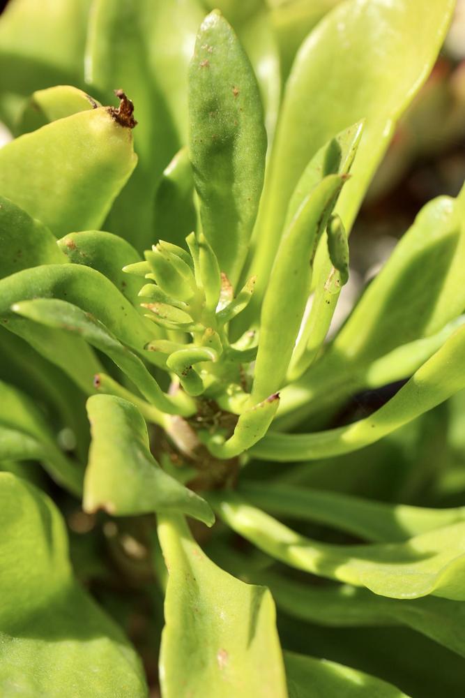 Photo of the entire plant of Butter Tree (Tylecodon paniculatus) posted ...