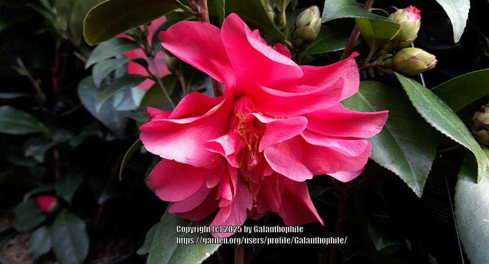 Photo of the bloom of Camellia 'Mark Alan' posted by Galanthophile ...