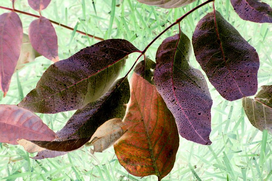 Photo of the leaves of White Ash (Fraxinus americana Autumn Purple ...