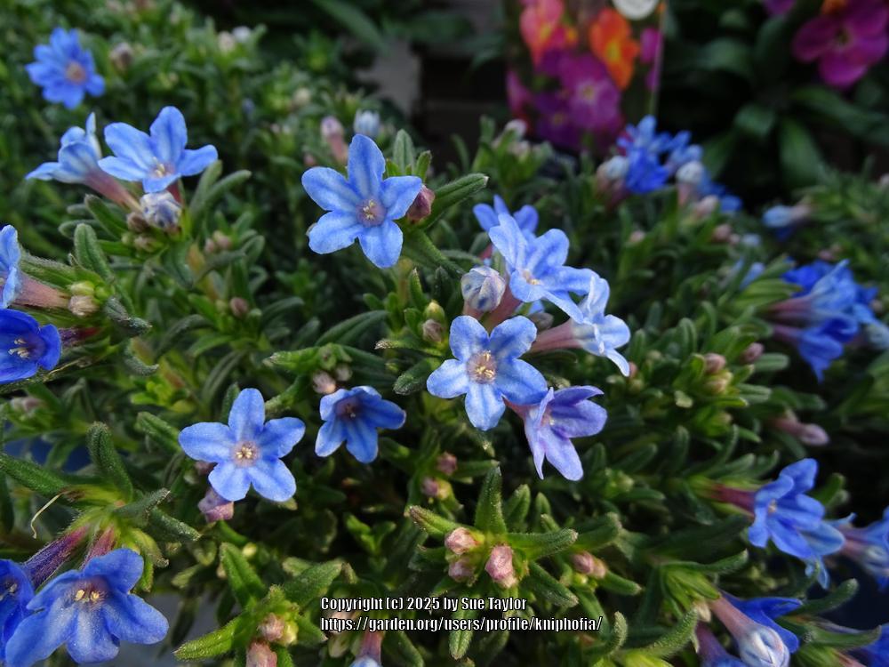Photo of the bloom of Lithodora (Glandora prostrata 'Heavenly Blue ...