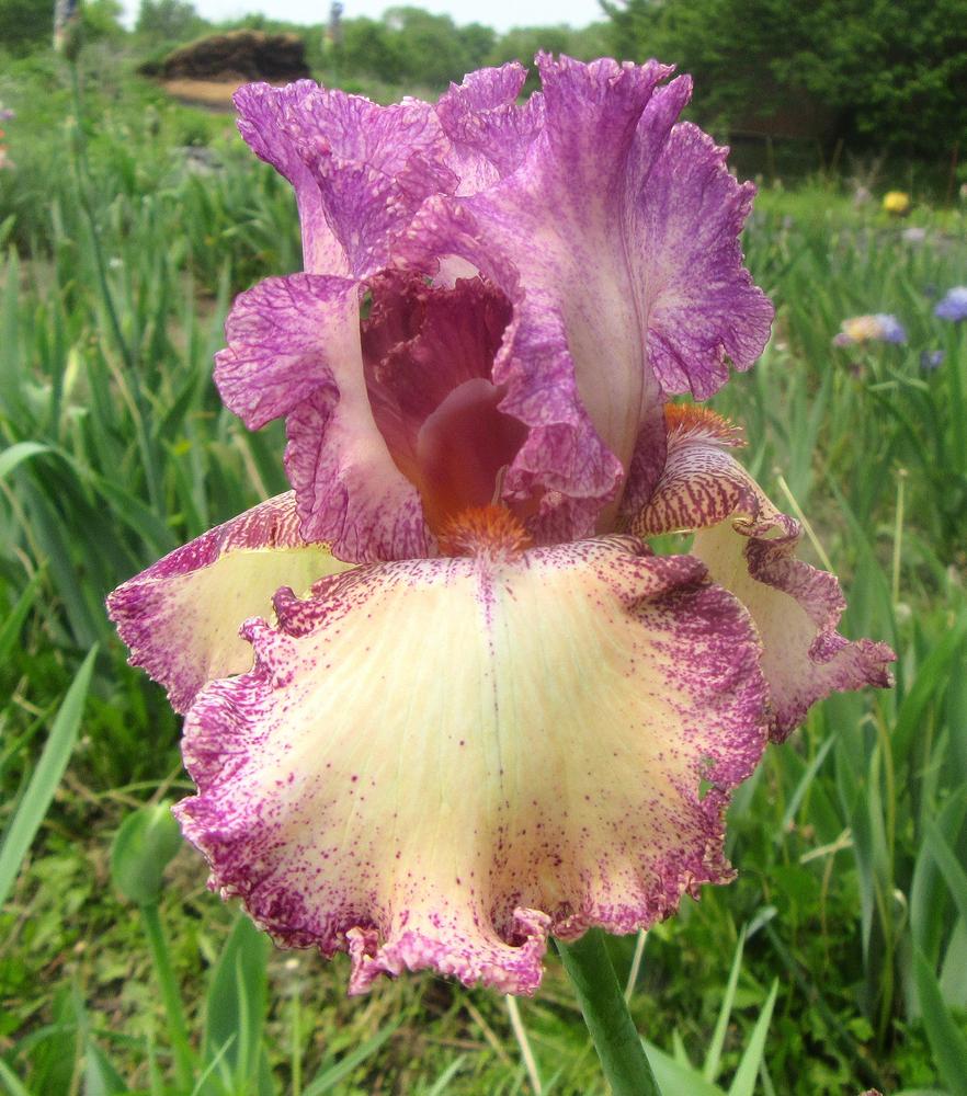 Tall Bearded Iris (Iris 'Brazen Beauty') in the Irises Database ...