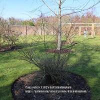 Photo of the entire plant of Lace Shrub (Neillia incisa) posted by ...