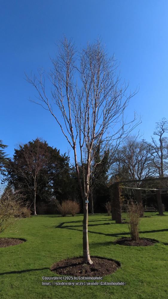 Photo of the entire plant of Chinese Red Birch (Betula utilis subsp ...