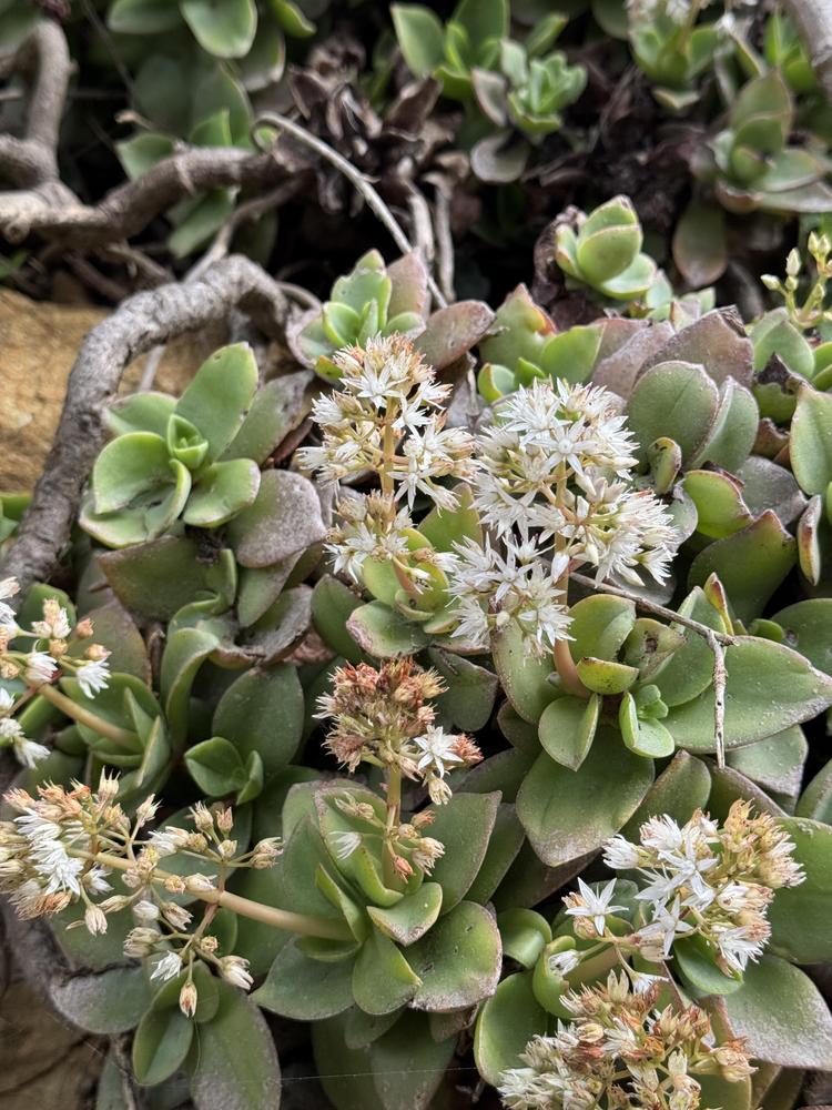Crassula? in the Plant ID forum - Garden.org
