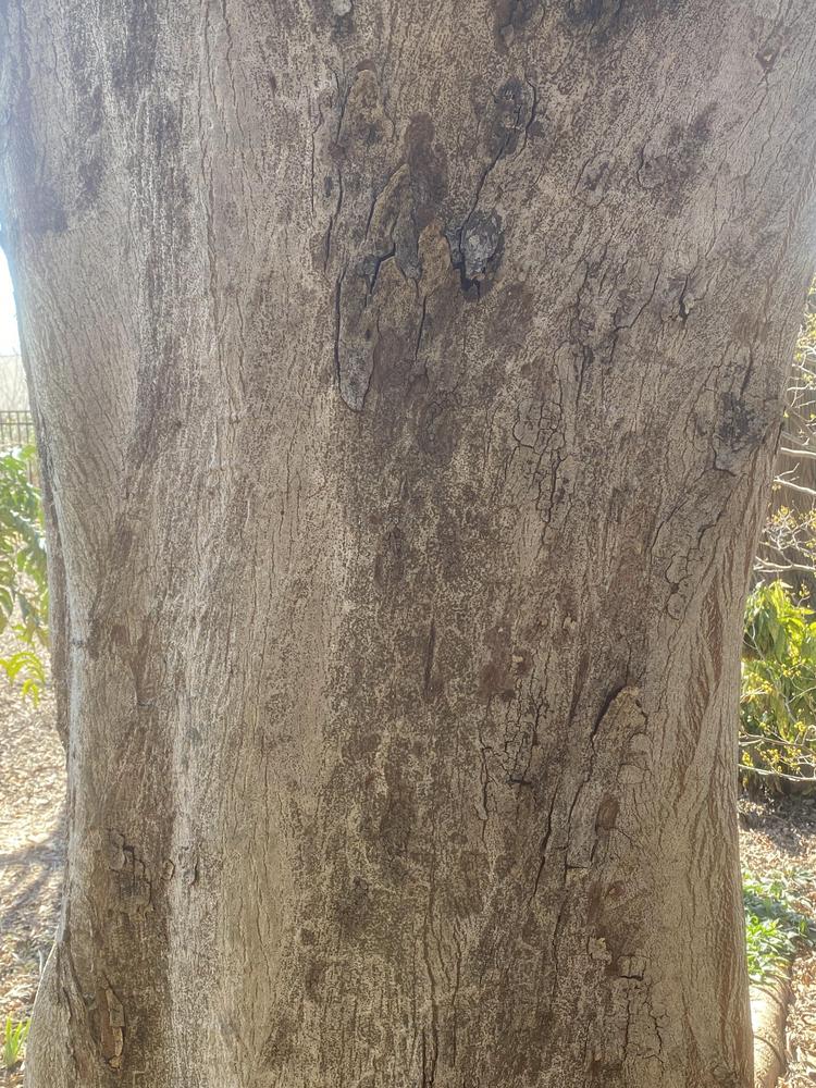 Muku Tree (Aphananthe aspera) - Garden.org