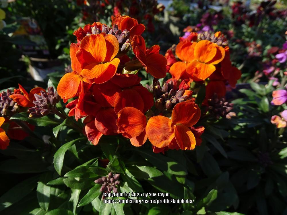 Photo of the bloom of Wallflower (Erysimum Winter™ Spice) posted by kniphofia - Garden.org