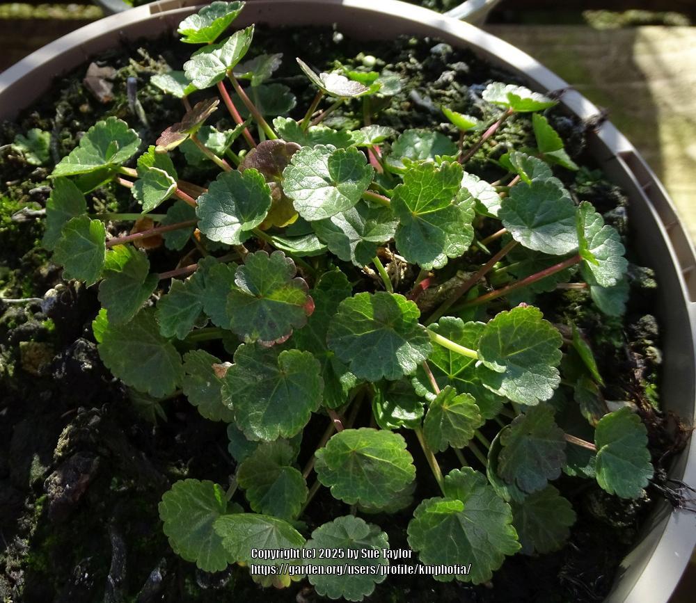Photo of the emerging growth of Prairie Mallow (Sidalcea malviflora ...