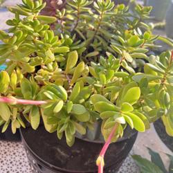 Sedum forum - Garden.org