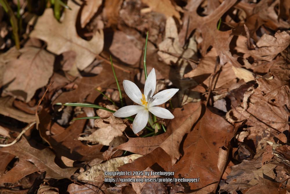 Photo of the bloom of Early Crocus (Crocus tommasinianus 'Albus ...
