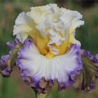 Photo of the bloom of Tall Bearded Iris (Iris 'Beautiful Mind') posted ...