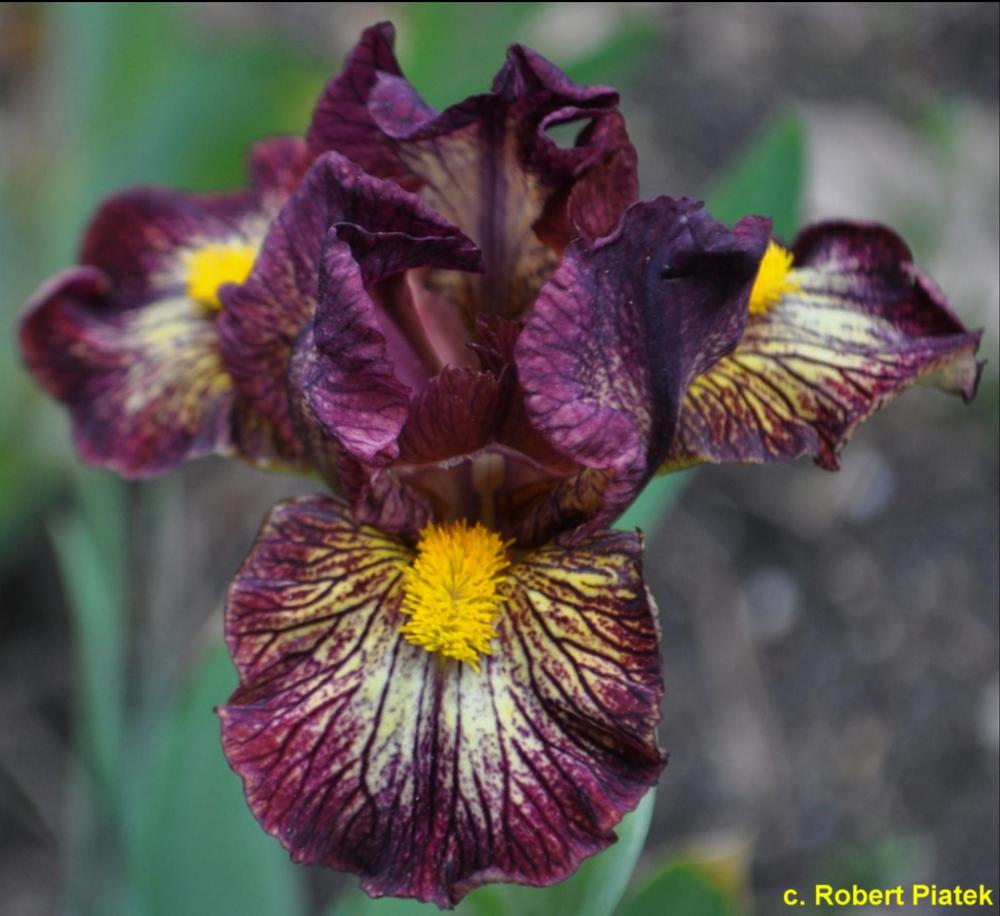 Standard Dwarf Bearded Iris (Iris 'Tension Lines') in the Irises ...