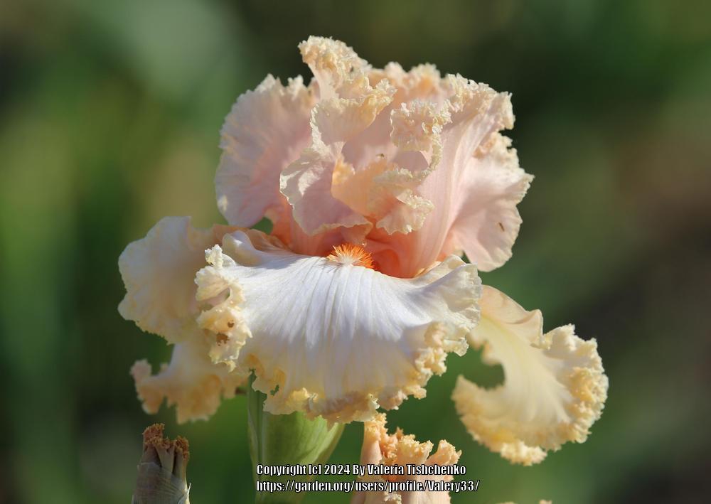 Photo of the bloom of Tall Bearded Iris (Iris 'Cappuccino Lace') posted ...