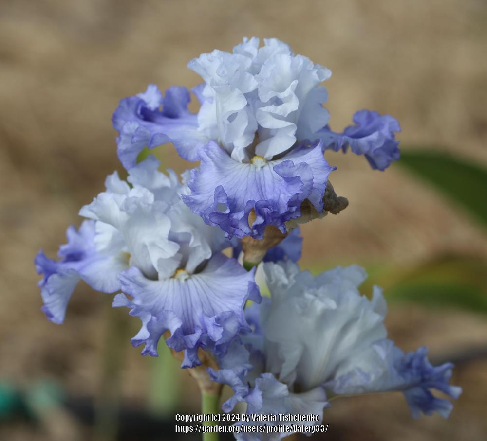 Photo of the bloom of Tall Bearded Iris (Iris 'Caribbean Queen') posted ...
