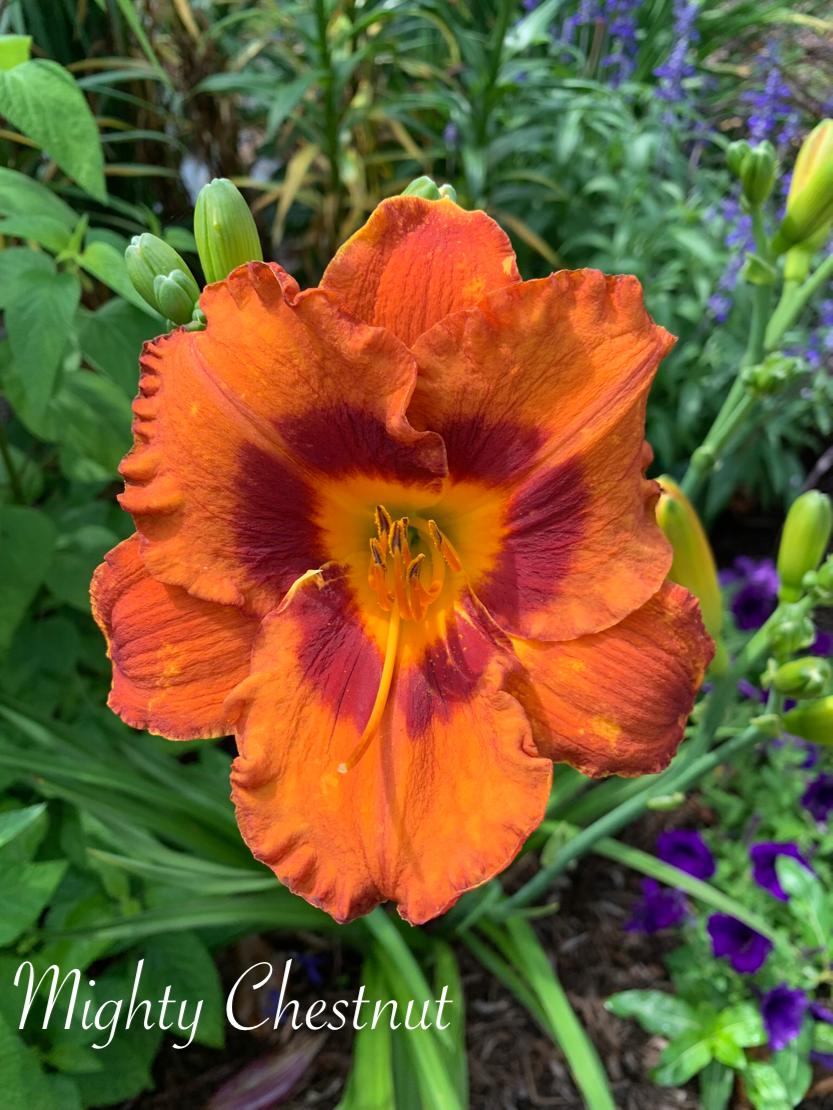 Photo of the bloom of Daylily (Hemerocallis 'Mighty Chestnut') posted by WhippoorWill - Garden.org