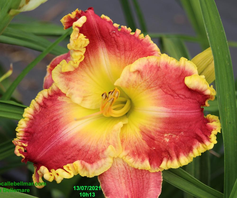 Photo of the bloom of Daylily (Hemerocallis 'Ruby Pearl Sullivan') posted by YvonBellemare ...