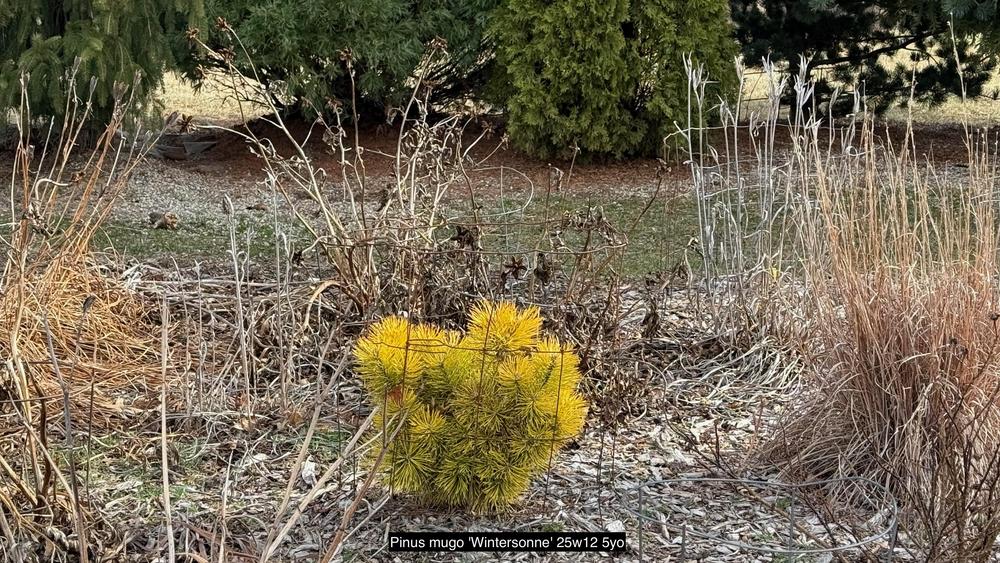 Mugo Pine (Pinus mugo 'Wintersonne') - Garden.org