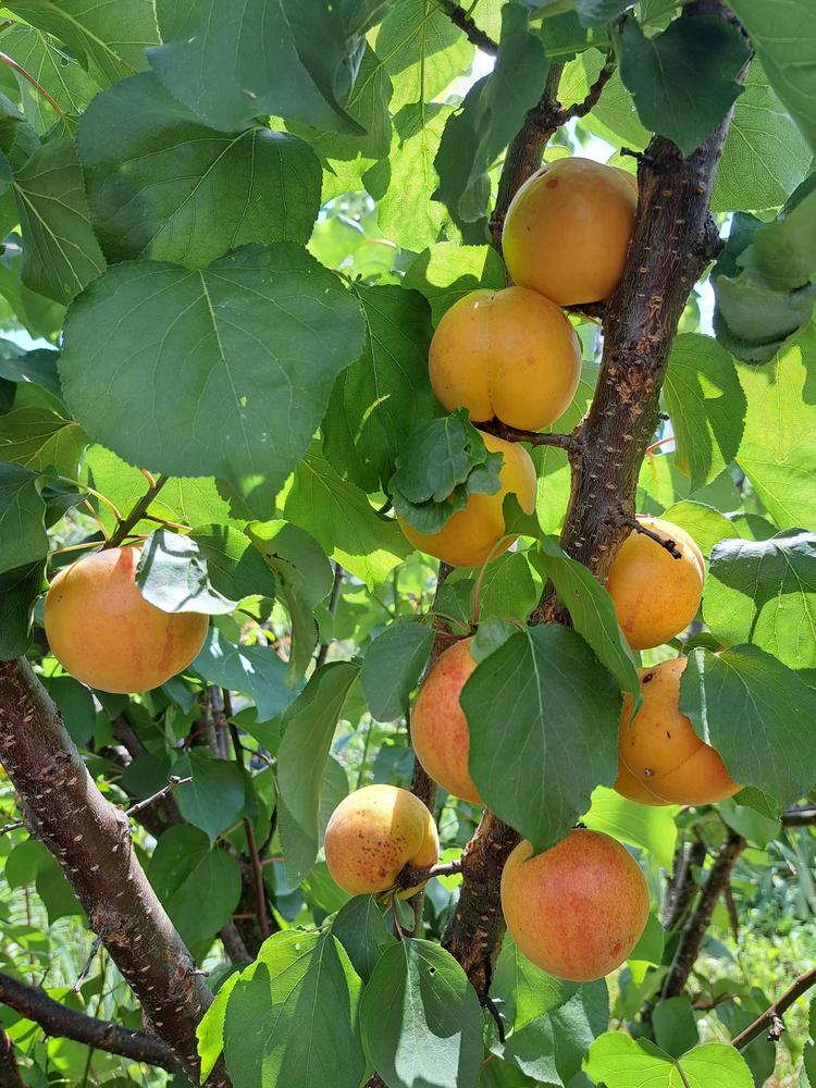Apricot (Prunus armeniaca 'Bergeron') in the Apricots Database - Garden.org
