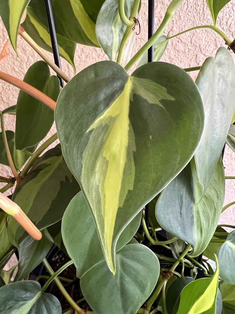 Heart Leaf Philodendron (Philodendron hederaceum var. oxycardium ...