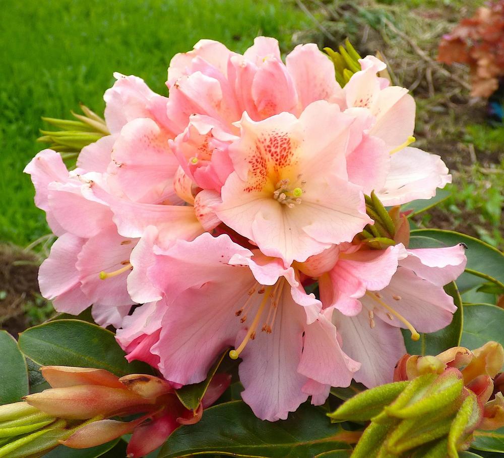 Rhododendron 'Coral Mist' in the Rhododendrons Database - Garden.org