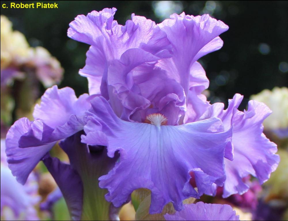 Tall Bearded Iris (Iris 'Moment of Oblivion') in the Irises Database - Garden.org